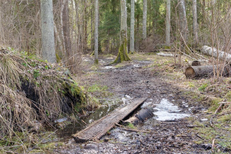 .you Can See a Wooded Road with a Muddy Surface and Puddles Surrounded ...