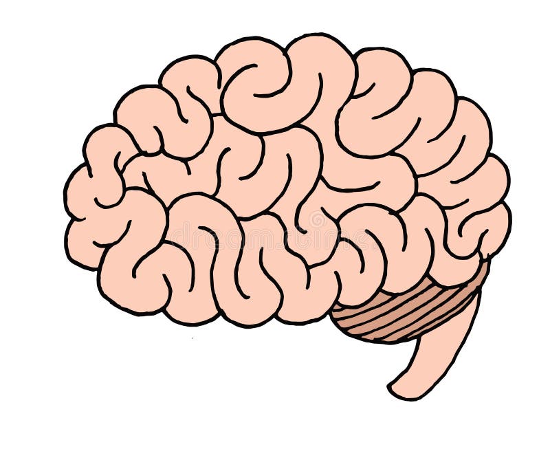 Vector Illustration of a Human Brain Seen in Profile Stock Illustration ...