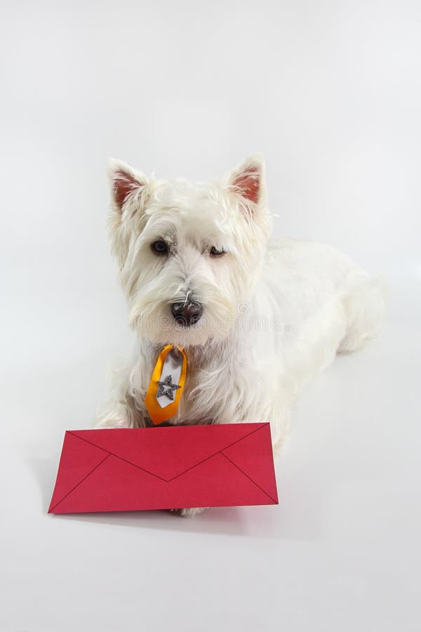 You have dog mail stock image. Image of message, poster - 38448913