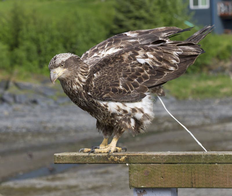 When you have to go stock photo. Image of bald, alaska - 110811770