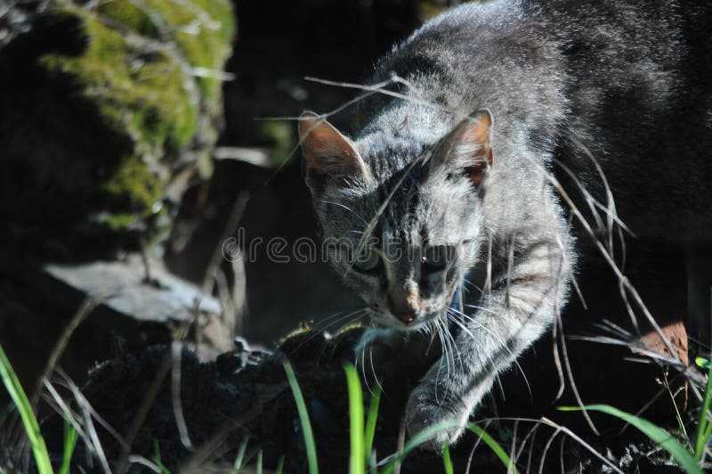 You`ll be mine stock image. Image of nature, youll, little - 225390543