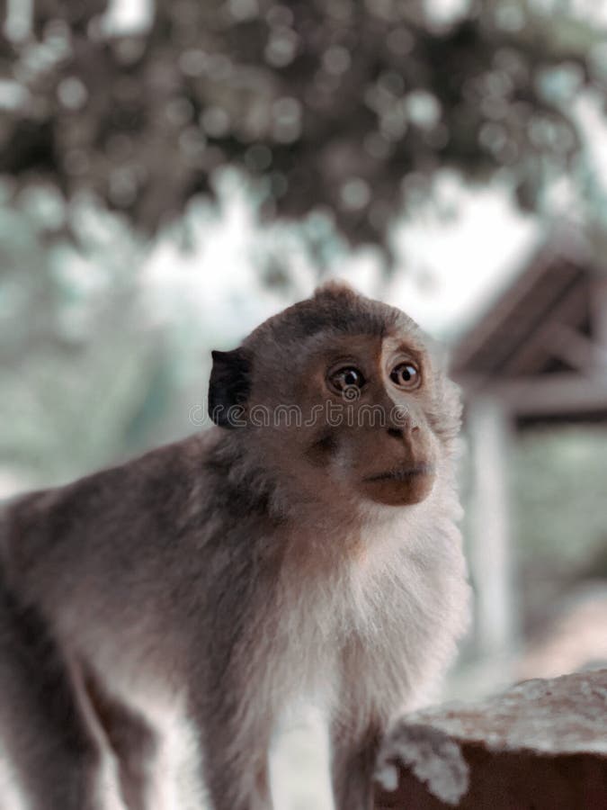 Monkey stock image. Image of looking, monkey, friend - 262852349