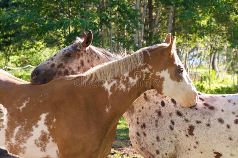 Horses Back Scratching Stock Photos - Free & Royalty-Free Stock Photos ...