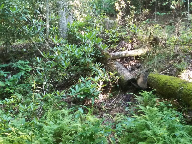 You See Trees, but I See Adventure. Stock Photo - Image of trail ...
