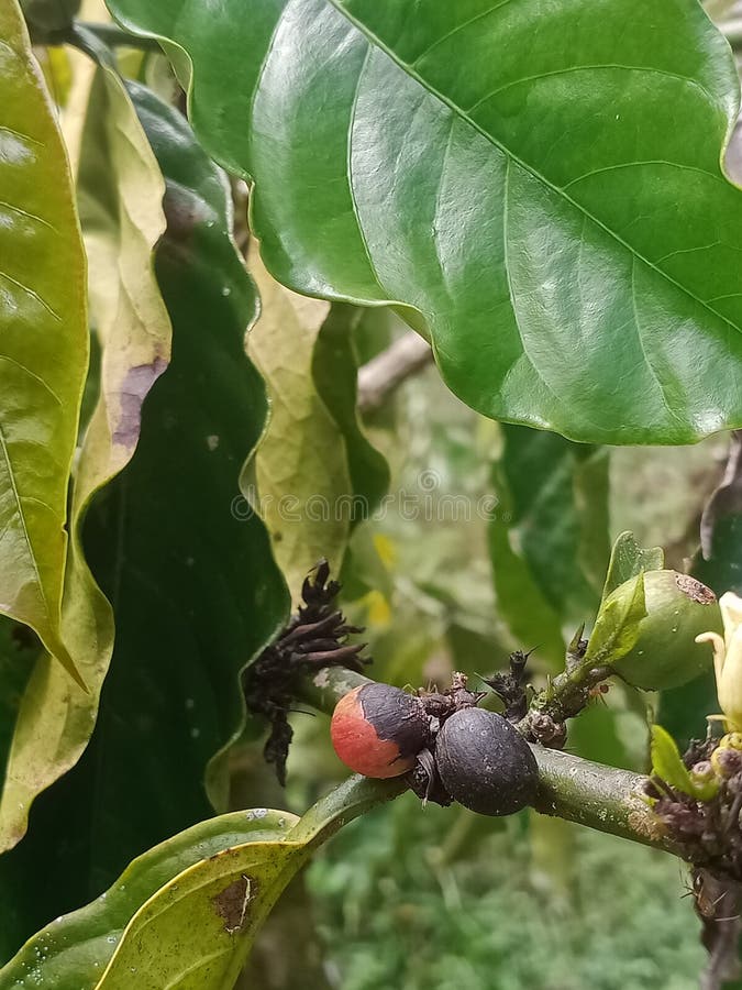 You See Two Coffee Beans at One Corner of the Coffee Tree Stock Image ...