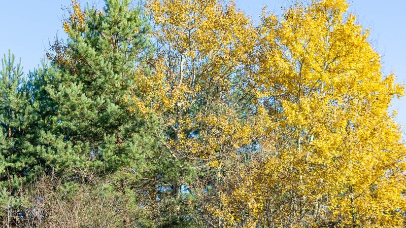 You Turned Yellow on the Trees in Autumn Stock Image - Image of ...