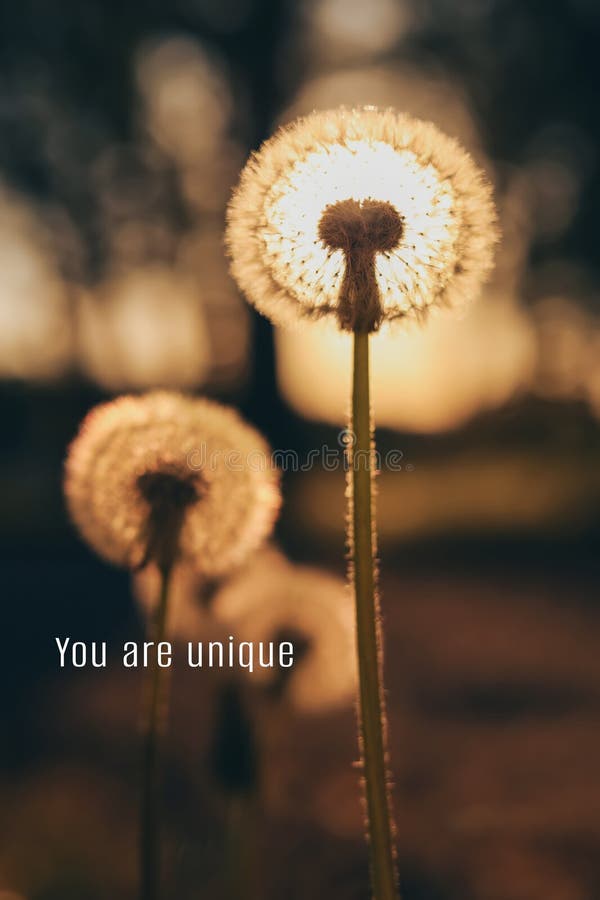 You are Unique, Affirmation. Sun Shining through Beautiful Fluffy ...