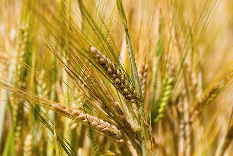 Youn barley corn. stock image. Image of grass, cultivate - 120787641
