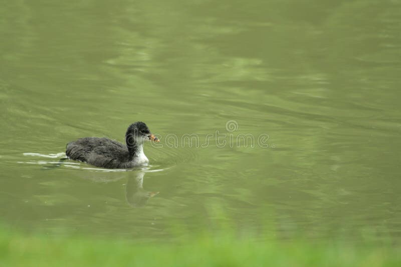 Youn coot stock photo. Image of aquatic, nature, coot - 84431052