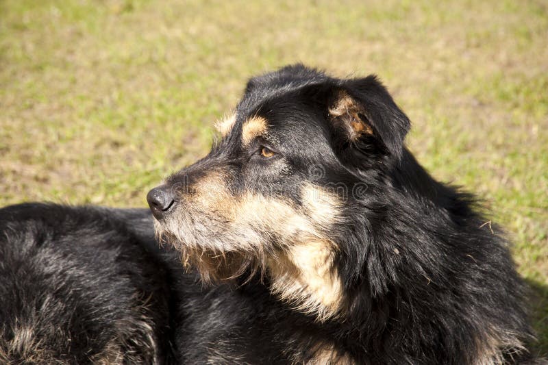 Yound crossbreed Dog stock photo. Image of rude, cross - 35115942