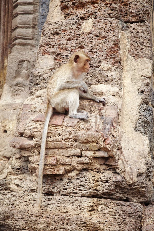 Yound Monkey and Old Building Stock Photo - Image of orient, face: 41359372