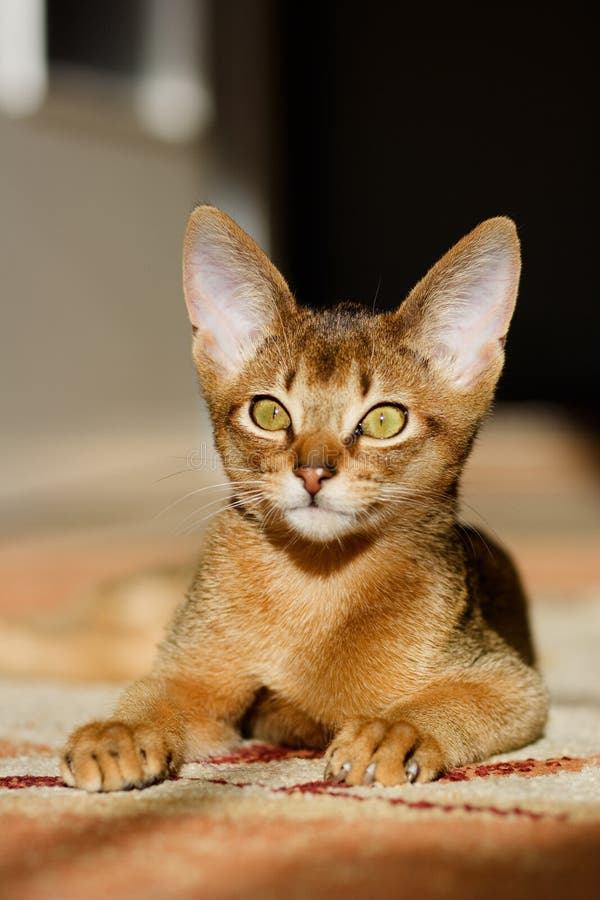 Young Abyssinian Cat Color Faun with a Leash Walking Around the Yard ...