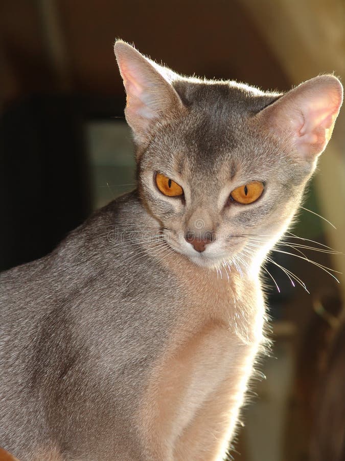 Young Abyssinian Cat Sleeping on a Blue Plaid Closeup Stock Photo ...