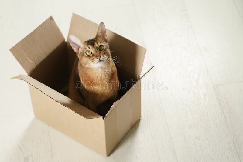 Young Abyssinian Cat Sitting in Cardboard Box on the Floor Stock Photo ...