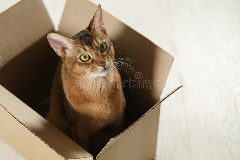 Young Abyssinian Cat Sitting in Cardboard Box on the Floor Stock Photo ...