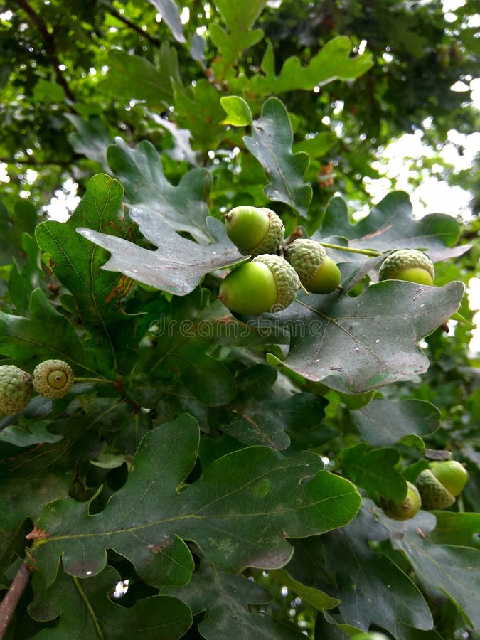 Young Acorns in Green Leaves Stock Photo - Image of plant, middle ...