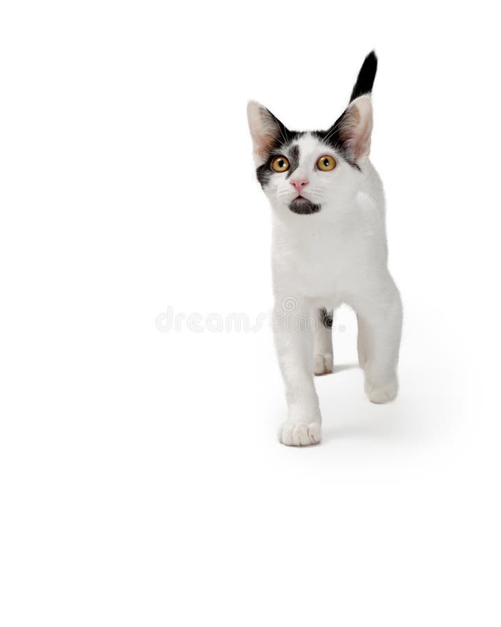 Young Active Cat Walking Forward on White Stock Image - Image of studio ...