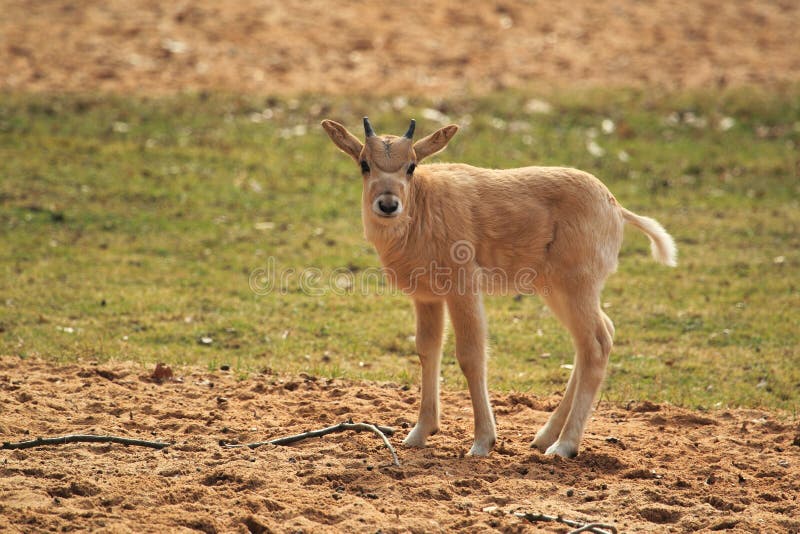 Young addax stock image. Image of mammal, chick, suckling - 23844159