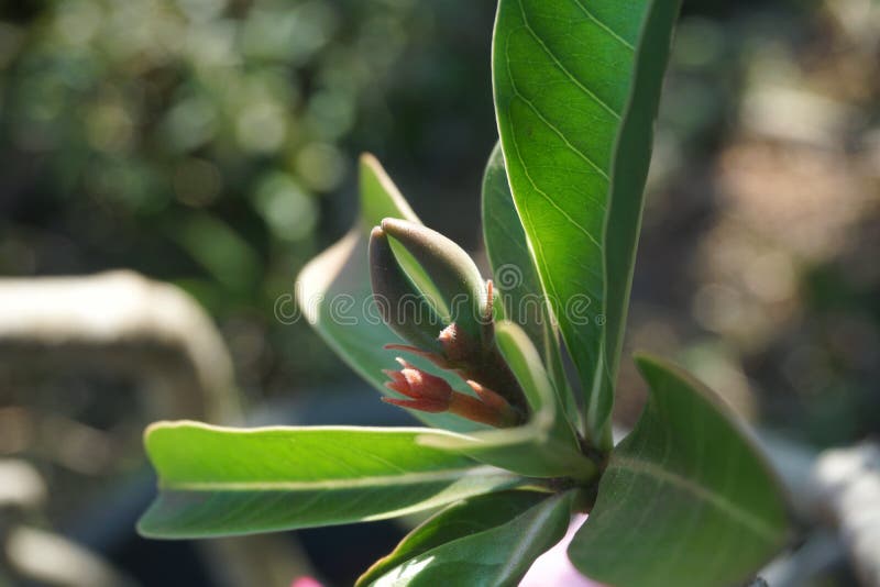 Young Adenium pods stock image. Image of pods, branch - 264220809