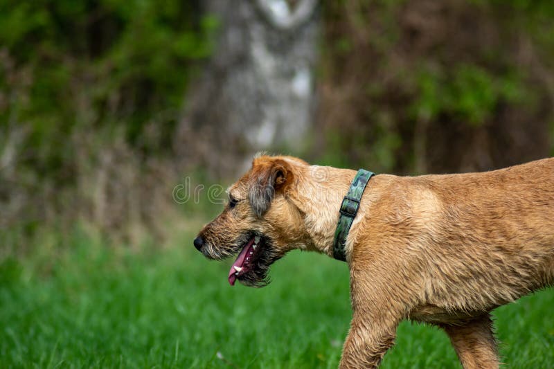 Young Adopted Fox Terrier Dog Enjoying a Day in Nature Stock Image ...