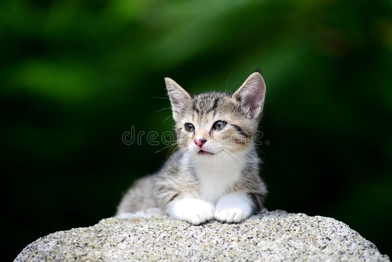Young Adorable Kitten stock image. Image of exploring - 61160597