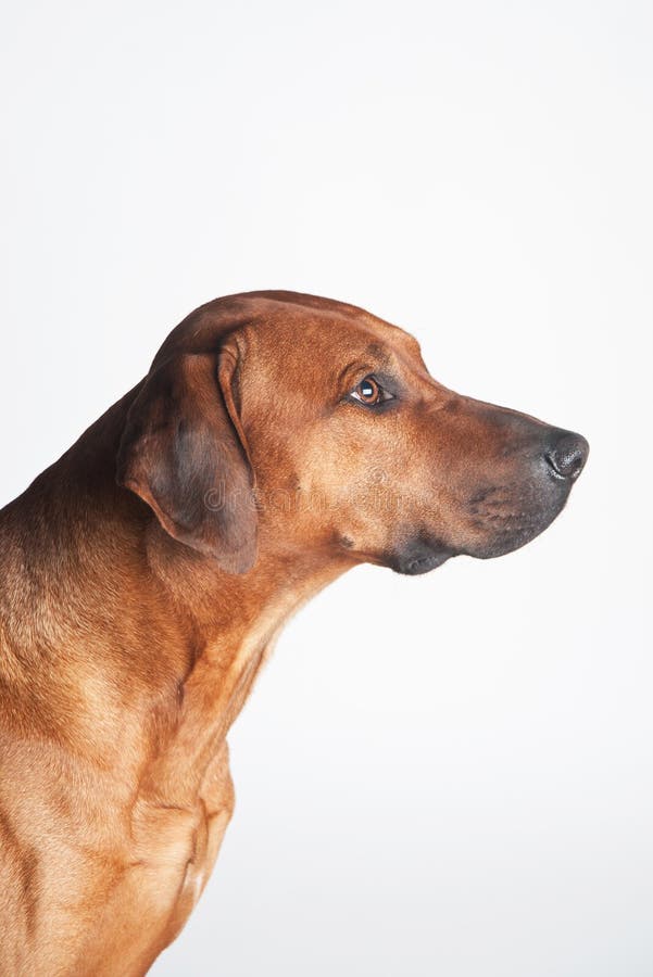 Rhodesian Ridgeback Isolated on a White Background Stock Image - Image ...