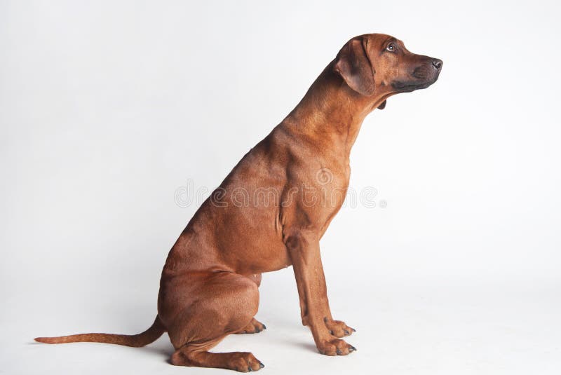 Rhodesian Ridgeback Isolated on a White Background Stock Photo - Image ...