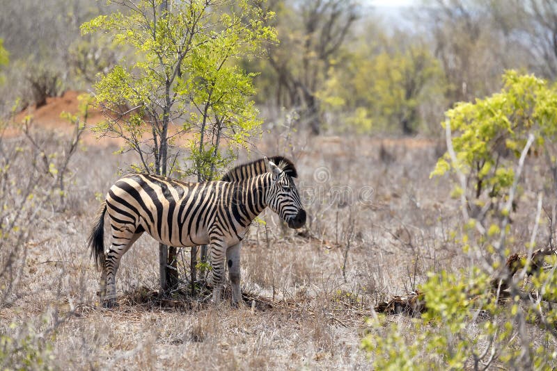 Adult Zebra stock image. Image of zebra, eating, cape - 57032927