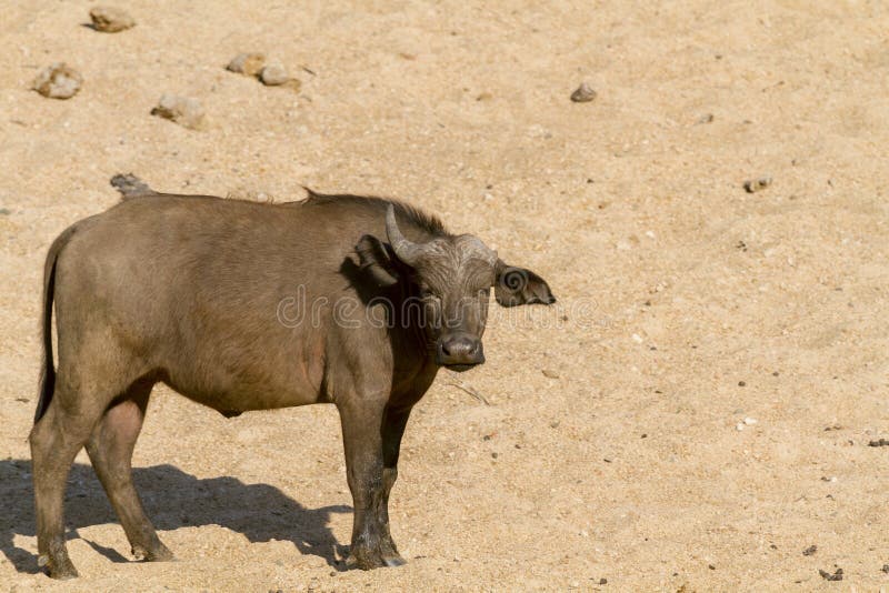 Young African Buffalo stock photo. Image of safari, grazer - 28848702