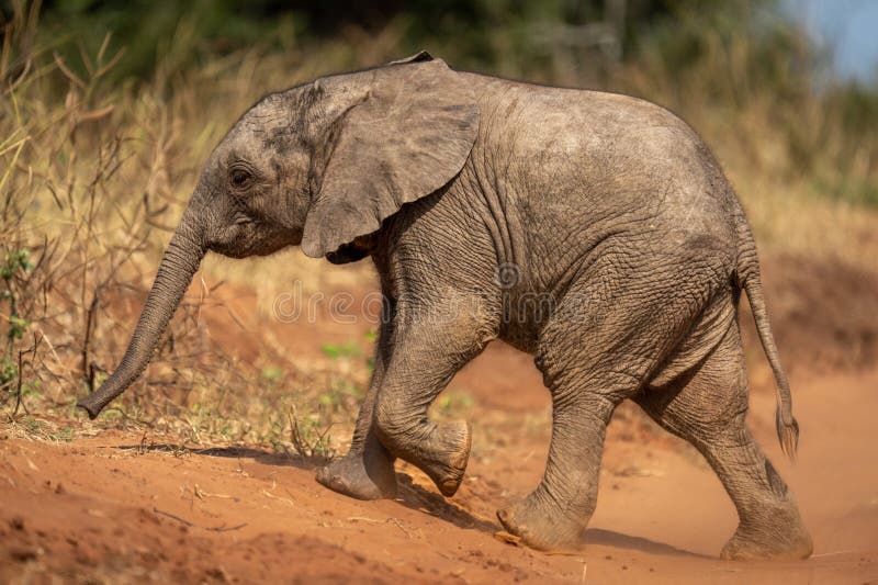 Young African Bush Elephant Crossing Dirt Track Stock Image - Image of ...