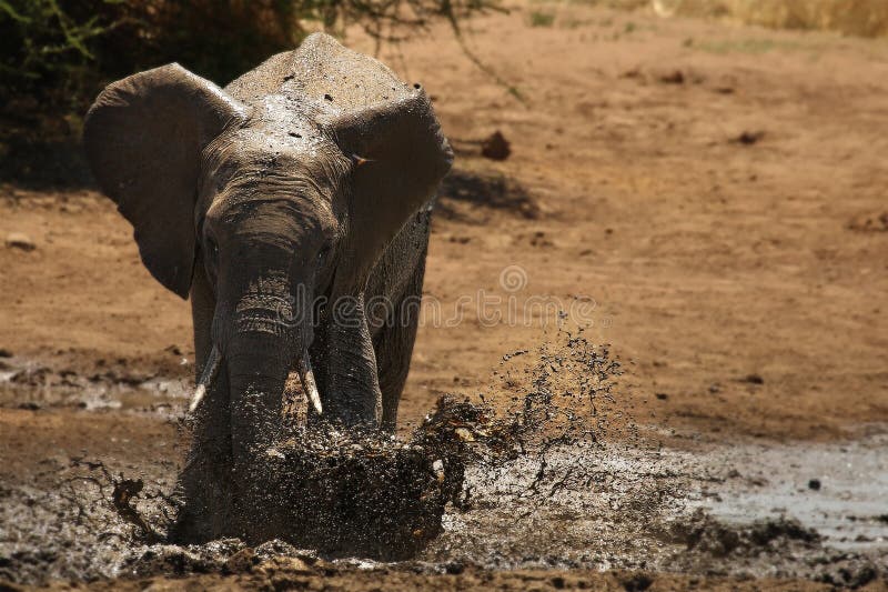Young African Bush Elephant Loxodonta Africana Splash Mud Stock Photo ... Young African Bush Elephant Loxodonta Africana Splash Mud Stock Photo ...