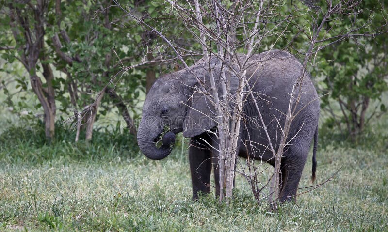 Young African Elephant Eating Leaves Off a Tree Stock Photo - Image of ...