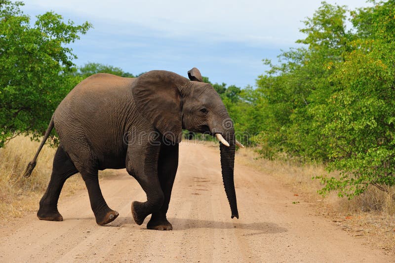 Young African Elephant (Loxodonta Africana) Stock Image - Image of ...