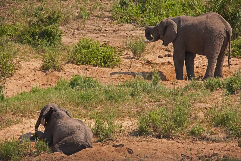 Young African Elephant Resting 13679 Stock Photo - Image of wilderness ...