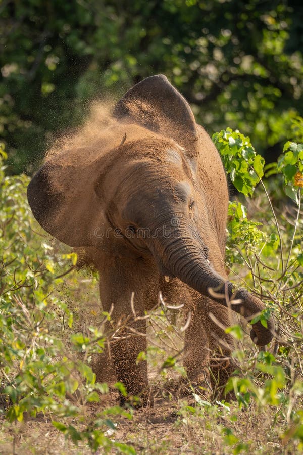 Young African Elephant Stands Throwing Soil Off Stock Image - Image of ...