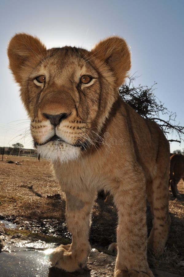 Young african lion stock image. Image of apex, king, young - 20410265