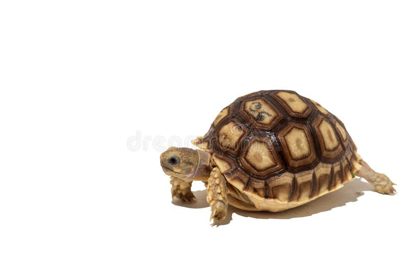 Young African Spurred Tortoise, or Sulcata Tortoise (Centrochelys ...