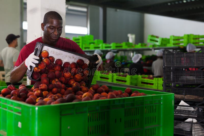 125 Loading Fruit Container Stock Photos - Free & Royalty-Free Stock ...