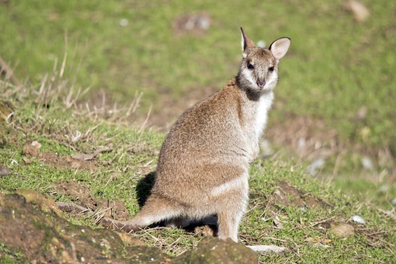 This is a Young Agile Walaby Stock Photo - Image of eyelashes, white ...