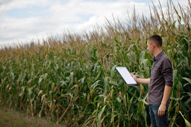 Young Agronomist Holds a Paper Chart in His Hands and Analyzes the Corn ...