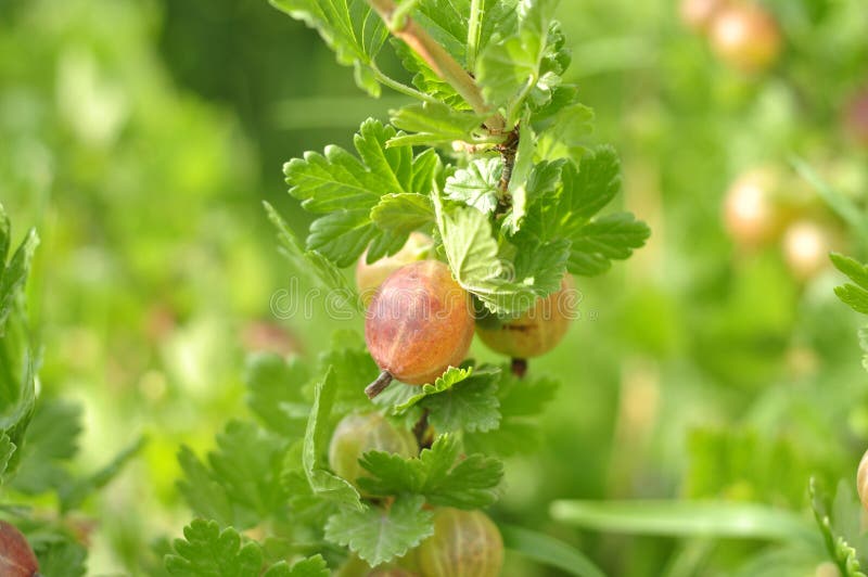 Young Agrus Growing on a Bush on a Home Bed Stock Photo - Image of ...