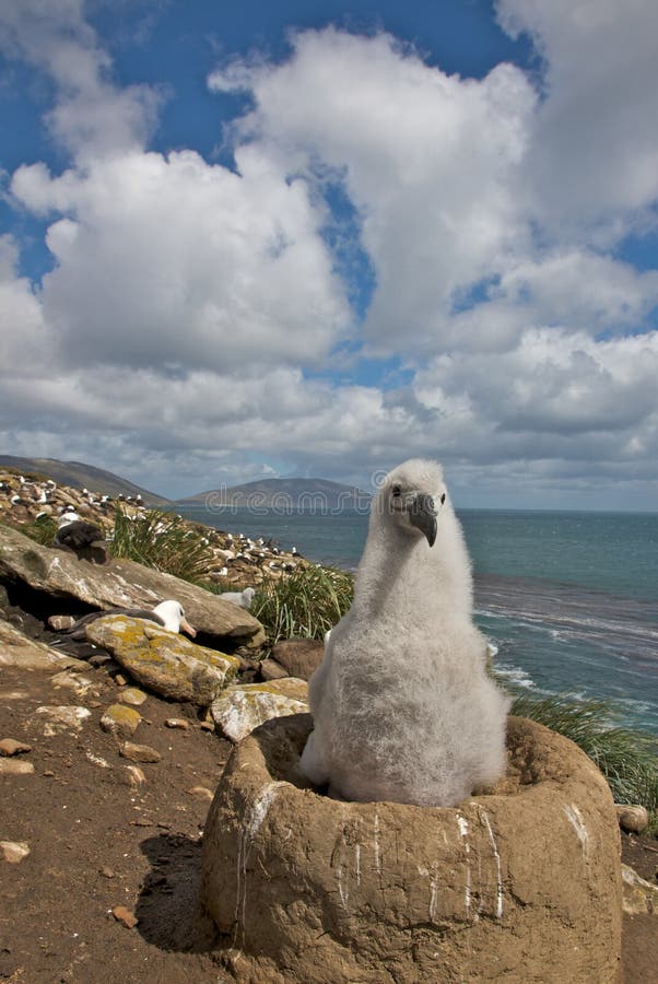 Baby Albatross stock photo. Image of fluffy, nature, ecuador - 13672760