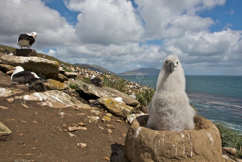 Young Albatross Looking at the Camera Stock Photo - Image of clouds ...