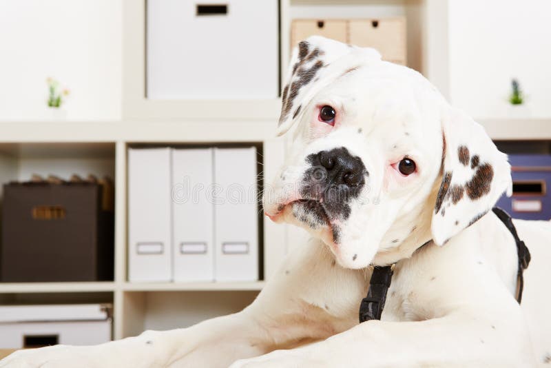 Young Boxer Dog Looking Curious Stock Image - Image of frontal, viewing ...