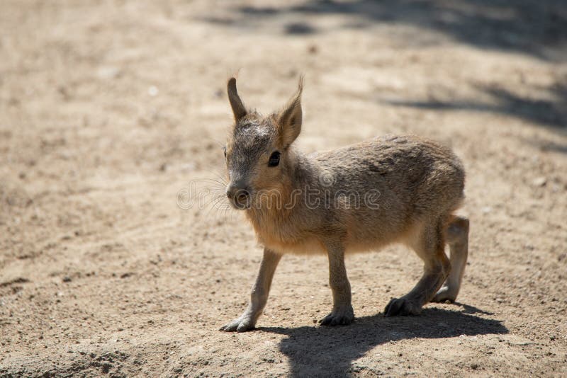 Young Alert Patagonian Hare Walking on Sand Stock Image - Image of head ...