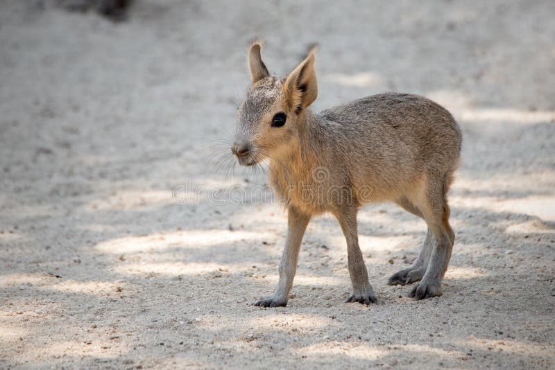 Patagonian hare stock image. Image of mammal, forest, woods - 4644951