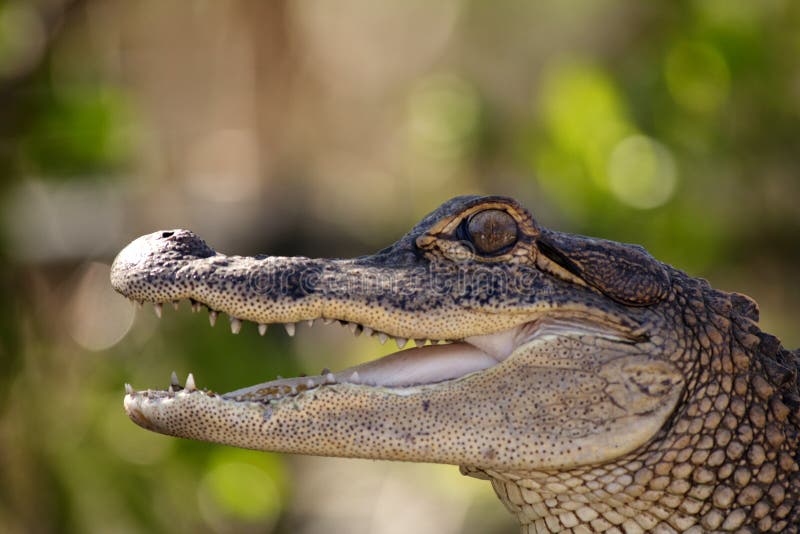 Baby Alligator stock image. Image of alligator, smile, teeth - 272727