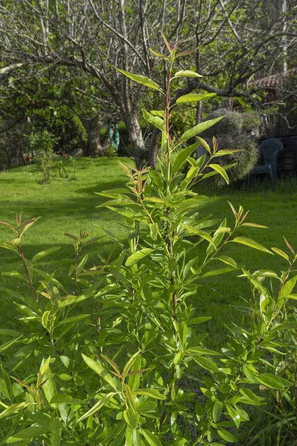 Young Almond Tree Grows in a Garden in Spring Stock Image - Image of europe, closeup: 314491447