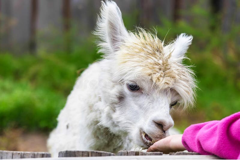 Young Alpaca stock photo. Image of cute, horizontal, field - 33286234