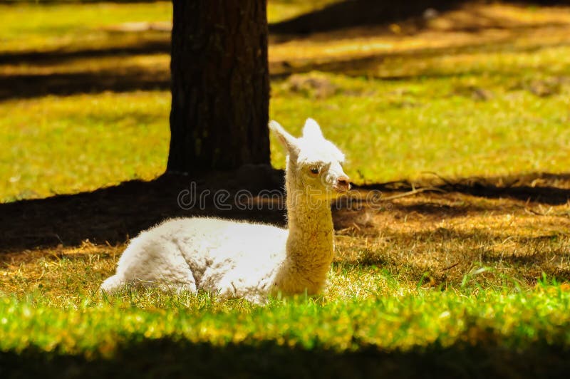 Alpaca sitting stock photo. Image of field, fleece, brown - 28364746
